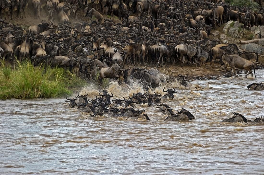 The Great Migration Map – Anastasia's Africa