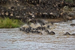 The Great Migration Map – Anastasia's Africa