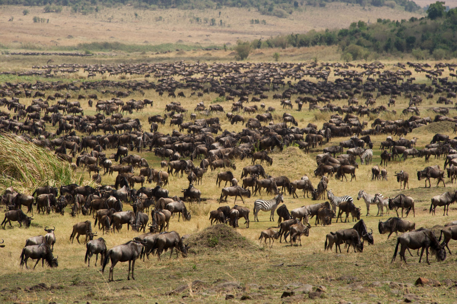 The Great Migration Map – Anastasia's Africa